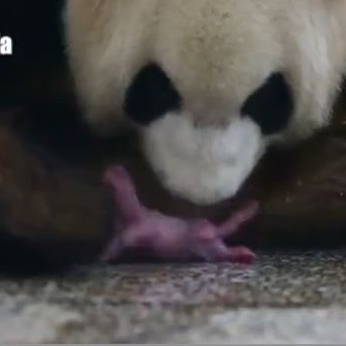 Pasgeboren Panda 8 Ideeën Over Panda Baby's | Schattigste Dieren,
