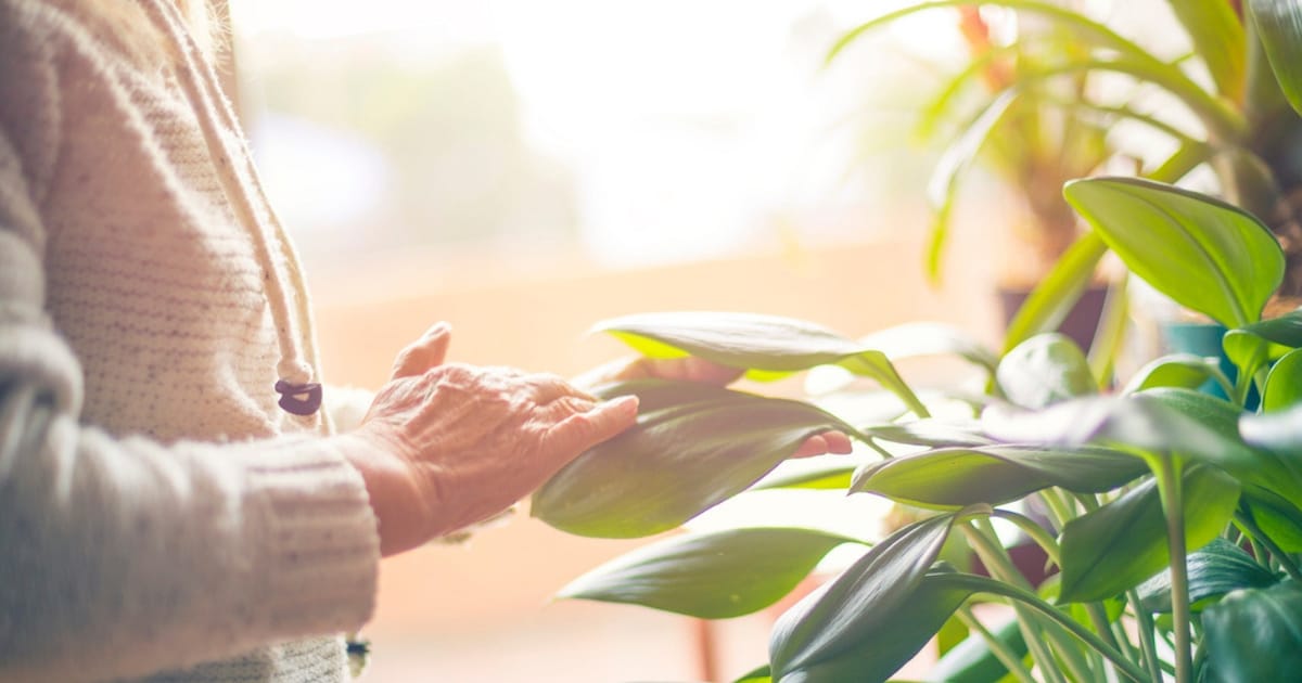Dít is waarom je kamerplant gele blaadjes krijgt | Margriet | Margriet