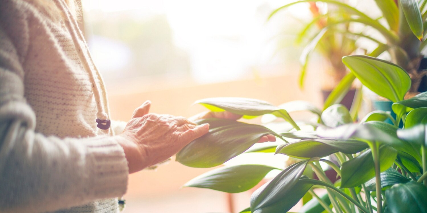 Dít is waarom je kamerplant gele blaadjes krijgt | Margriet | Margriet