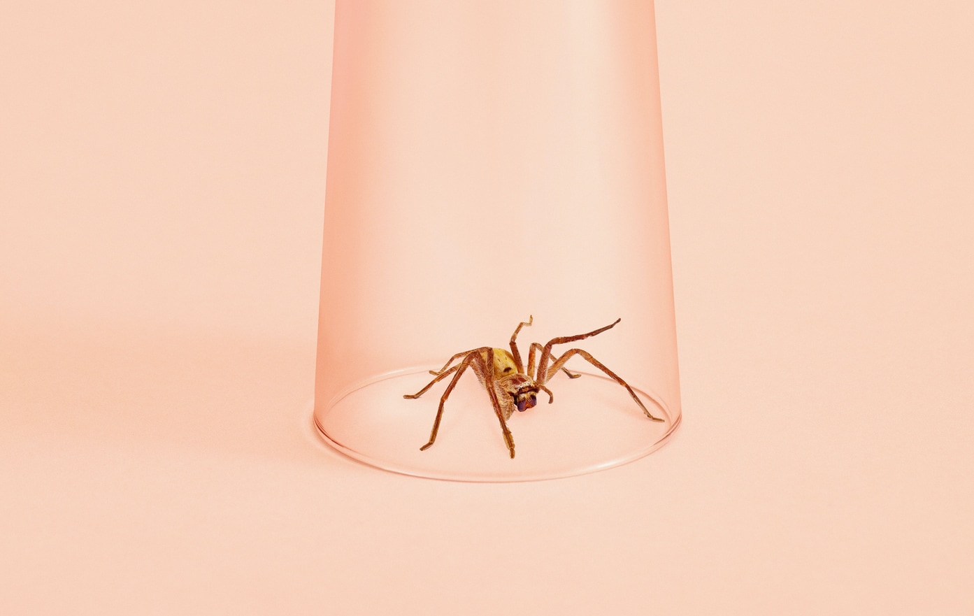 Neemt jouw angst voor spinnen extreme vormen aan? Misschien heb je ...