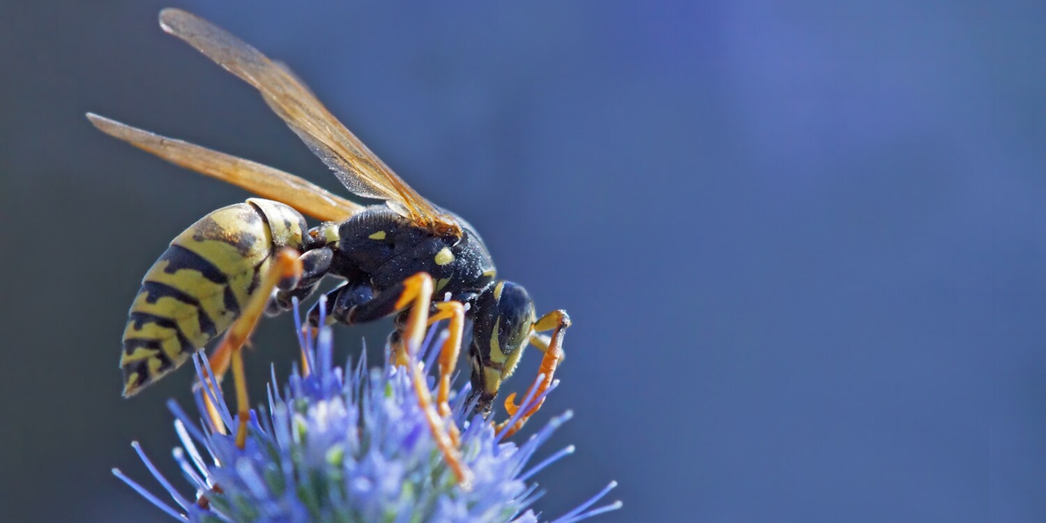 Nieuwe wesp ontdekt in Nederland (en zó ziet 'ie eruit) | Margriet