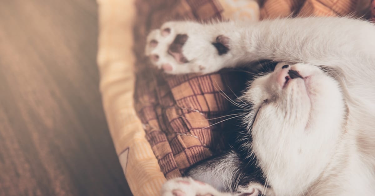 Zo lelijk dat-ie leuk is: deze kattenmand ziet eruit als een ...