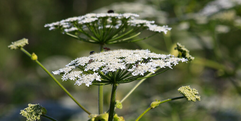 Deze mooie plant is eigenlijk heel gevaarlijk | Margriet