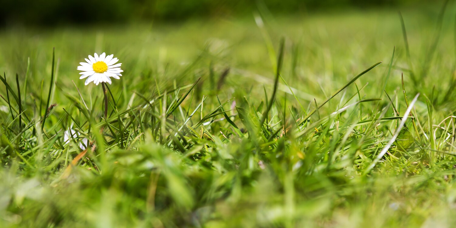 Waarom je gras juist niet te kort moet maaien | Margriet | Margriet