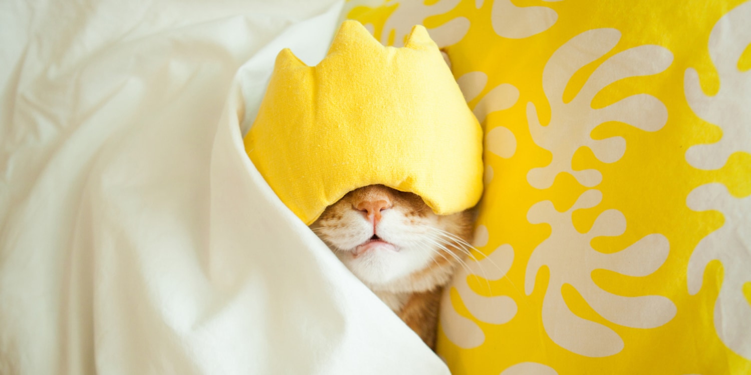 Dit is waarom katten zo veel slapen (en sommigen juist niet) | Margriet