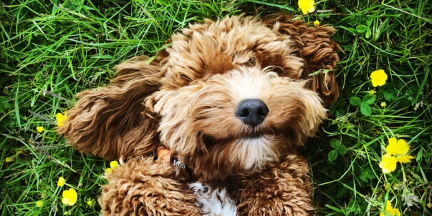 Op zoek naar een hondennaam? Dít zijn de leukste namen | Margriet ...