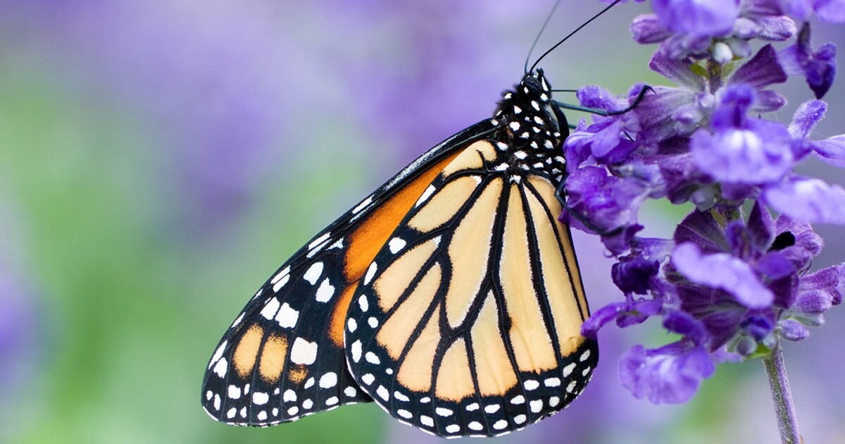 Met déze planten lok je vlinders en andere insecten je tuin in | Margriet