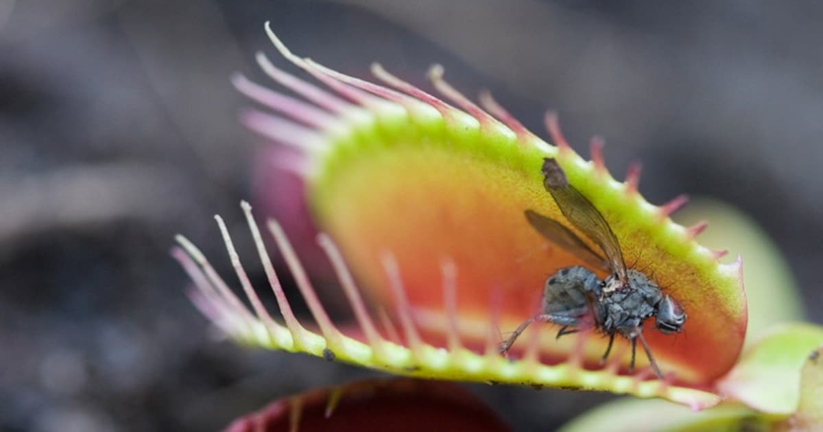 Last van muggen, fruitvliegjes of spinnen? Koop een vleesetende plant ...
