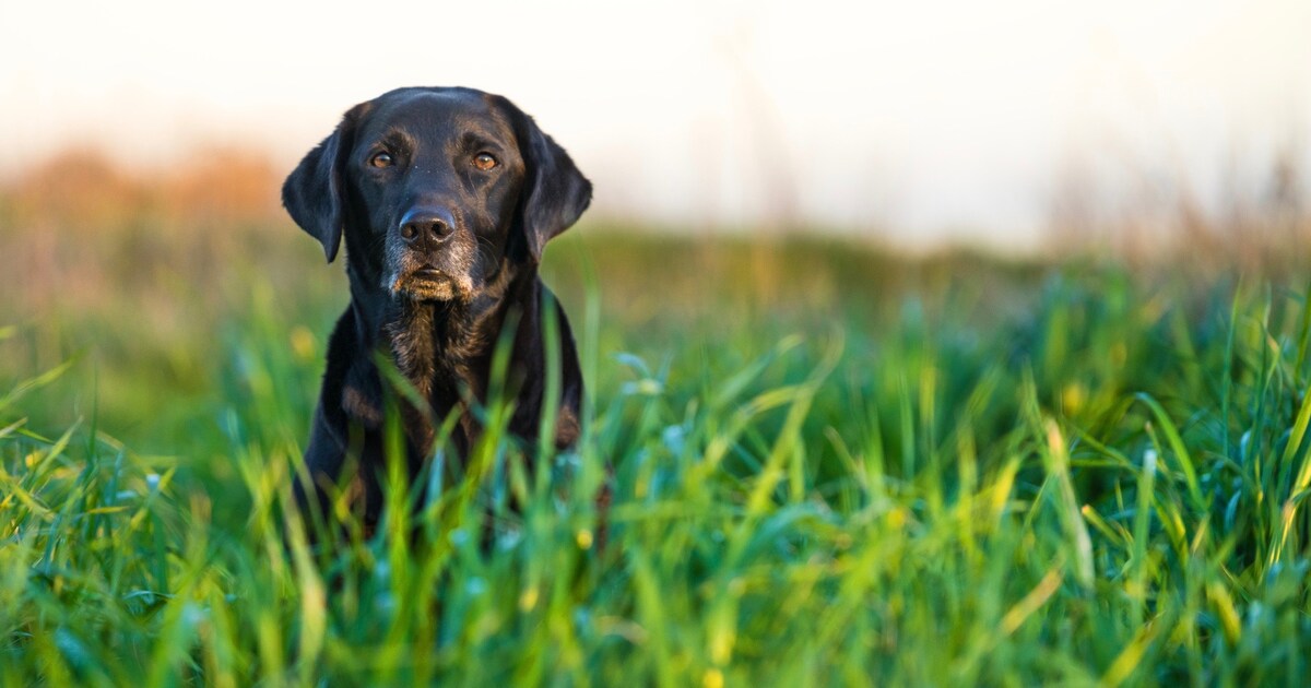 Dít is waarom je hond je aanstaart als ‘ie aan het poepen is | Margriet ...