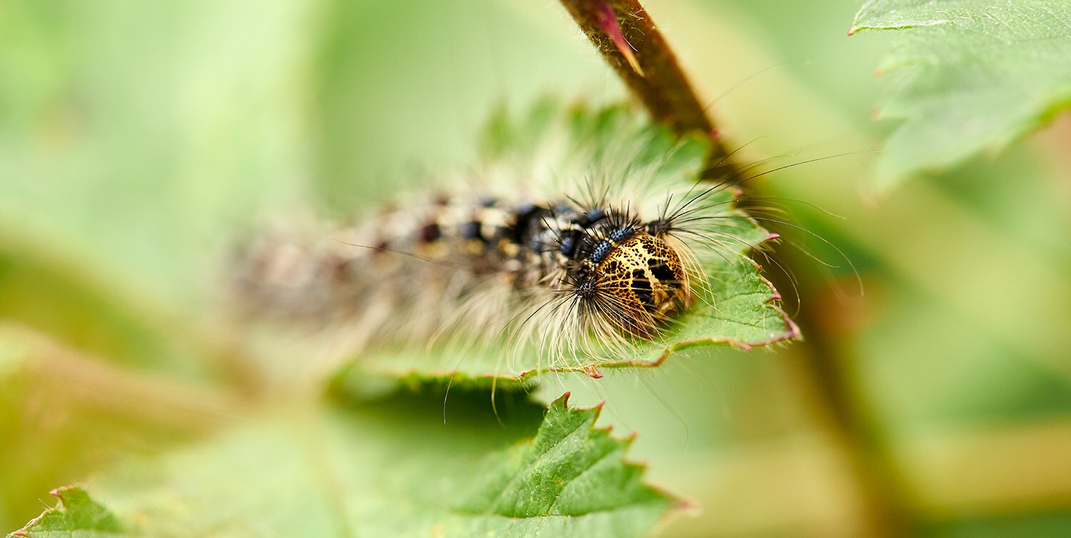 Eind mei ontstaan de eerste klachten van de eikenprocessierups ...