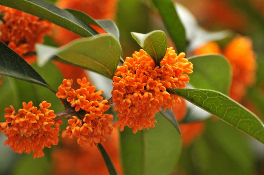 Op naar het tuincentrum: 9 planten die je huis lekker laten ruiken ...