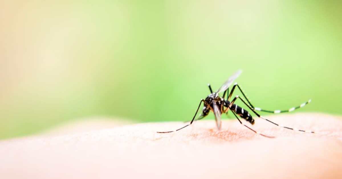 6 redenen waarom muggen altijd jou moeten hebben | Margriet