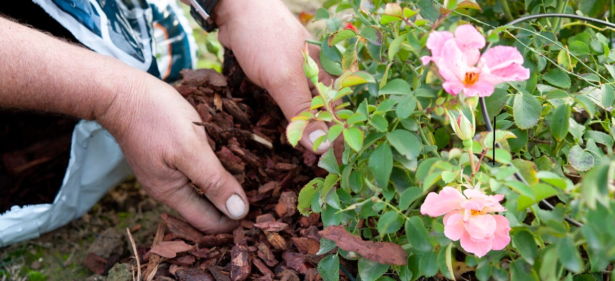 Dit is waarom je een mulchlaag in je tuin zou moeten gebruiken | Margriet