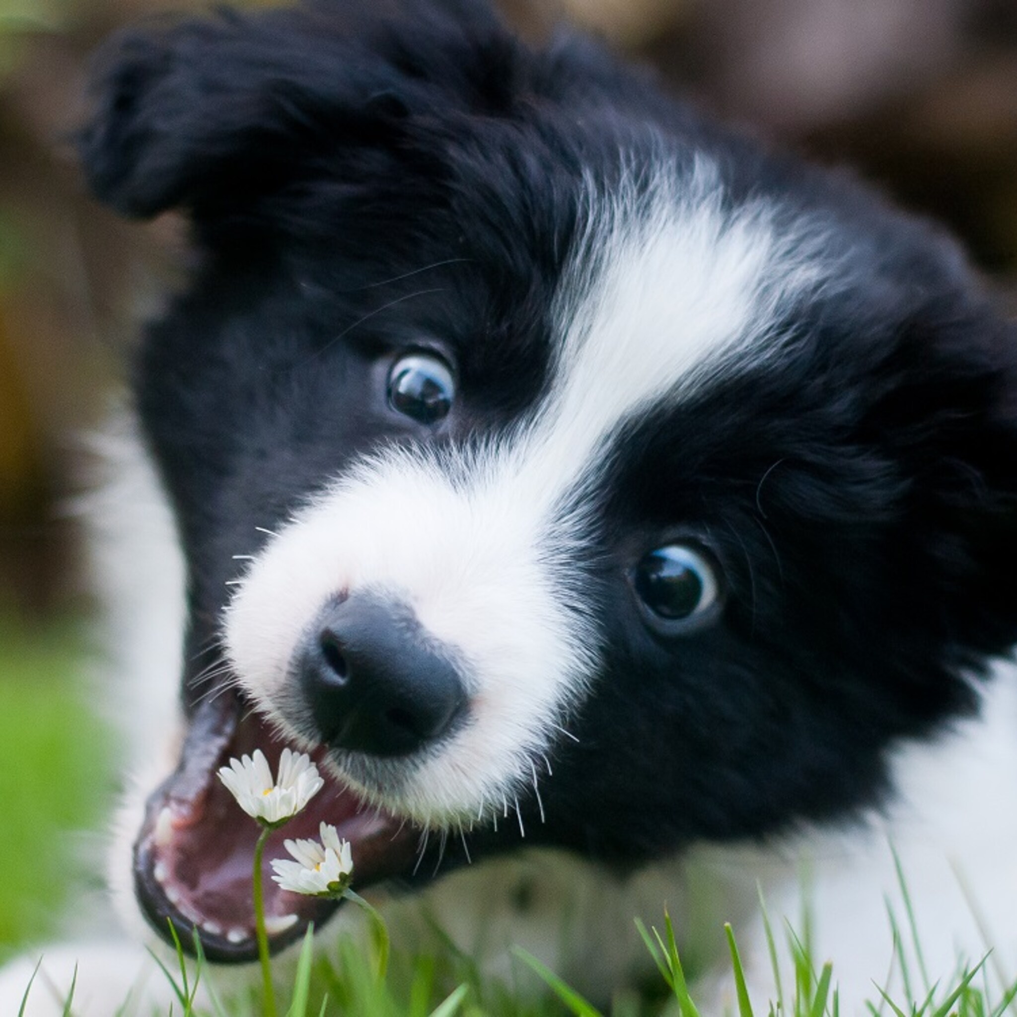 Ontlasting van je hond: ga bij deze symptomen naar de dierenarts