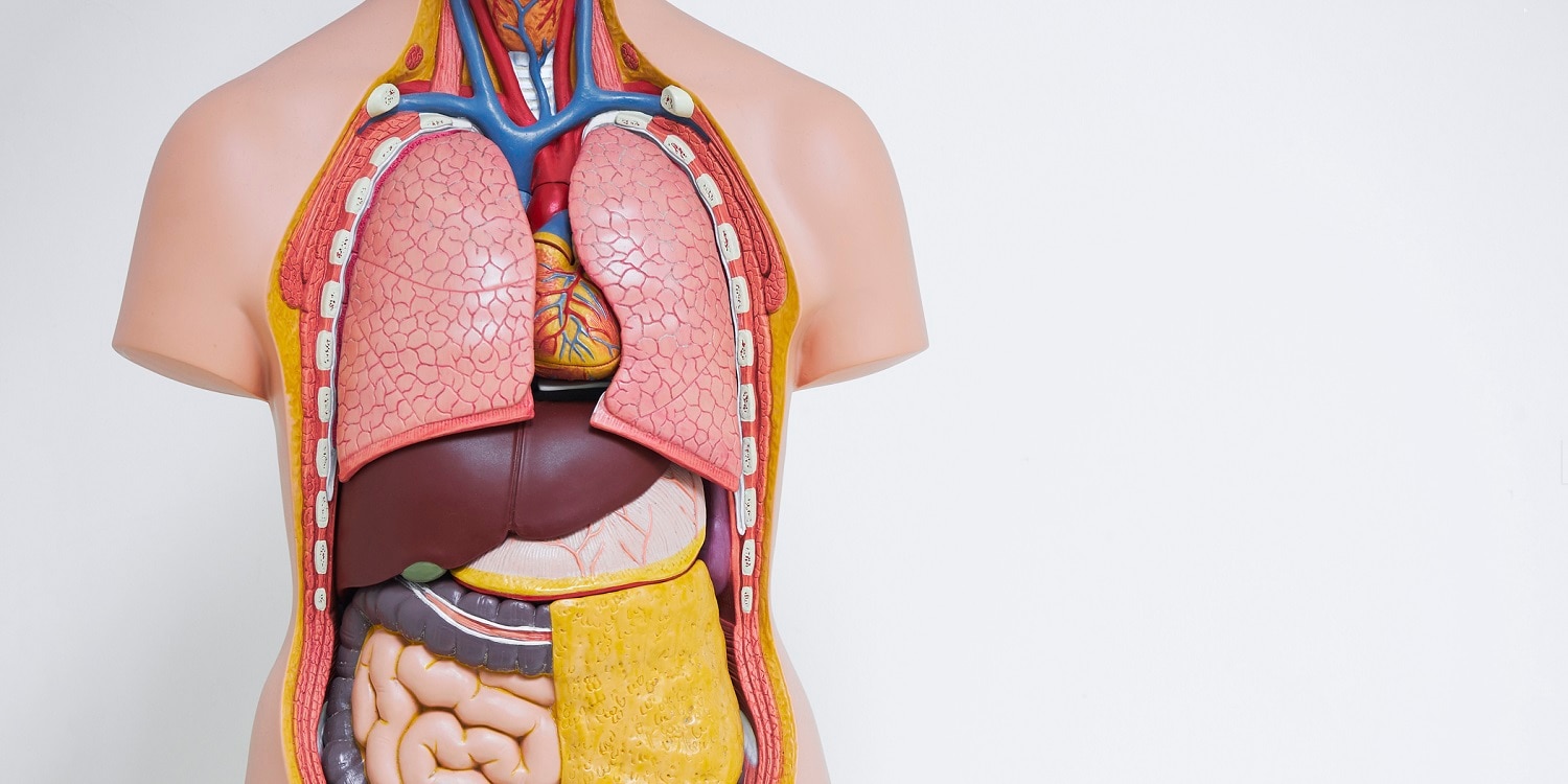 Bijzonder: déze 7 organen kan ons lichaam eigenlijk best missen ...