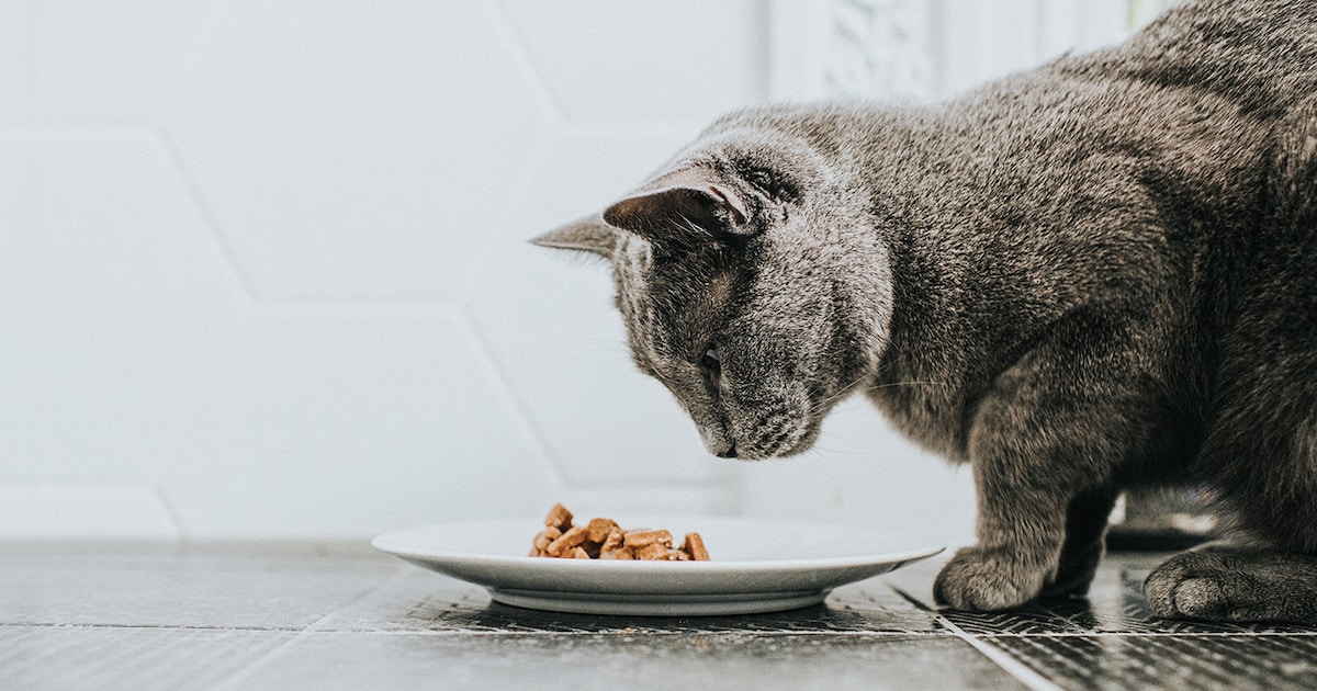 Eet je kat niet meer? Déze eetstoornissen kunnen ook bij huisdieren ...