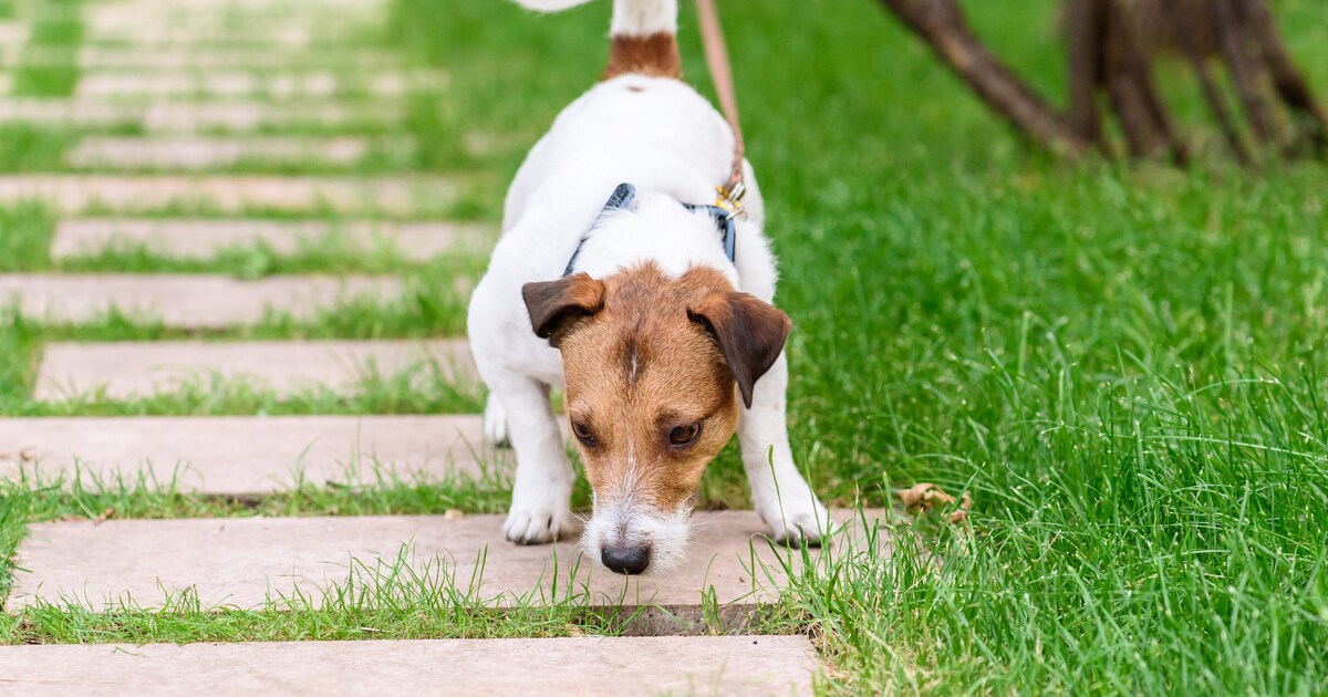 Dít is de reden dat honden poep eten | Margriet
