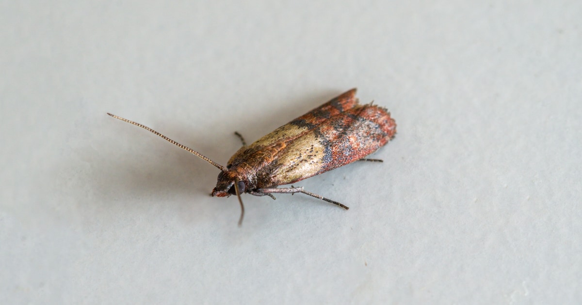 Last van meelmotten in huis? Zo herken, voorkom en bestrijd je ze ...