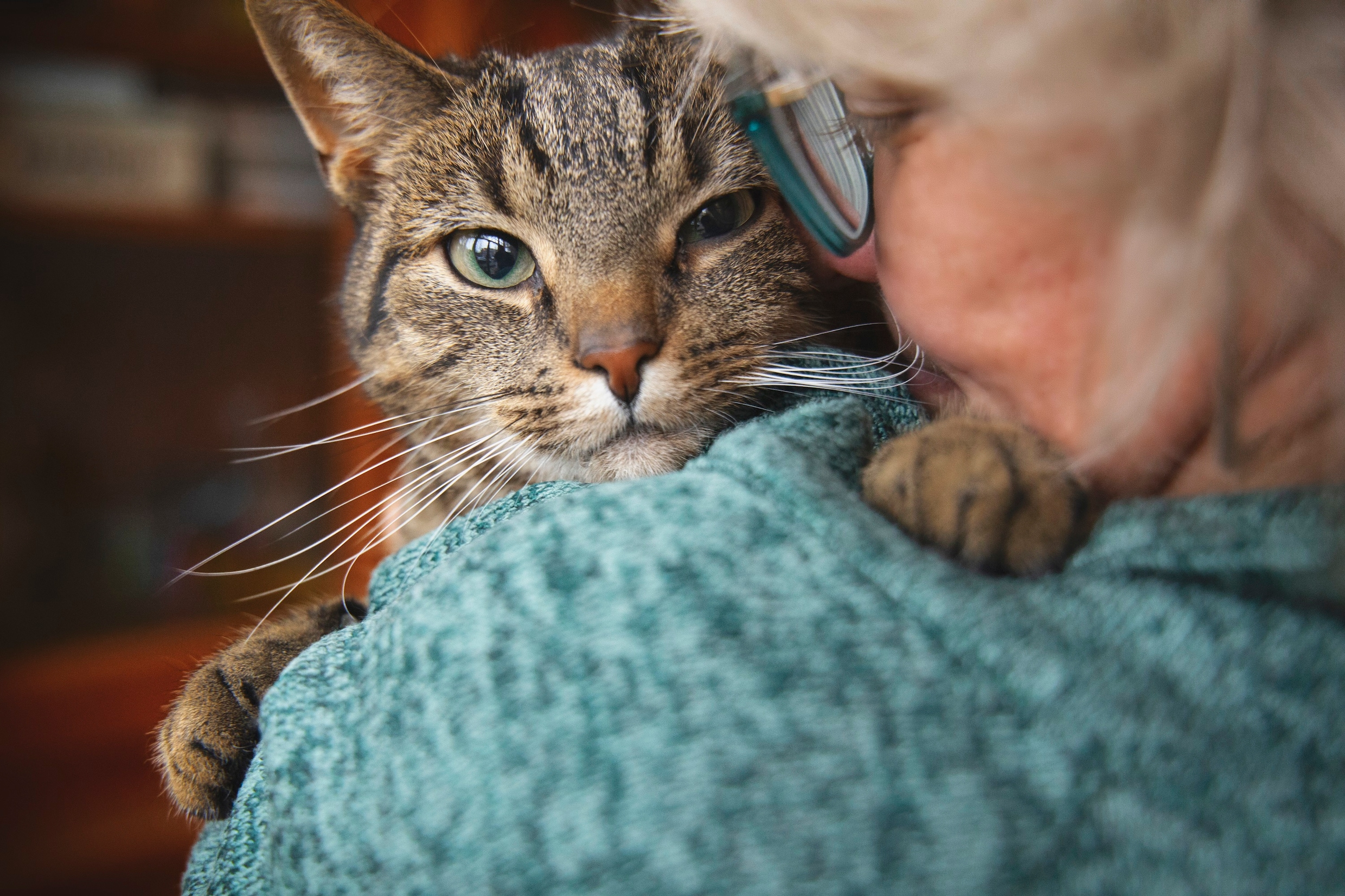 Kattengedragsdeskundige: dit is wat het gedrag van je huisdier zegt ...
