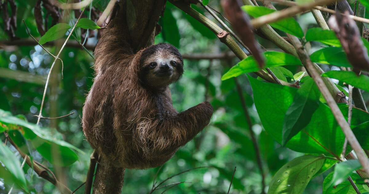 Dit wilde dier belichaamt jouw sterrenbeeld | Margriet