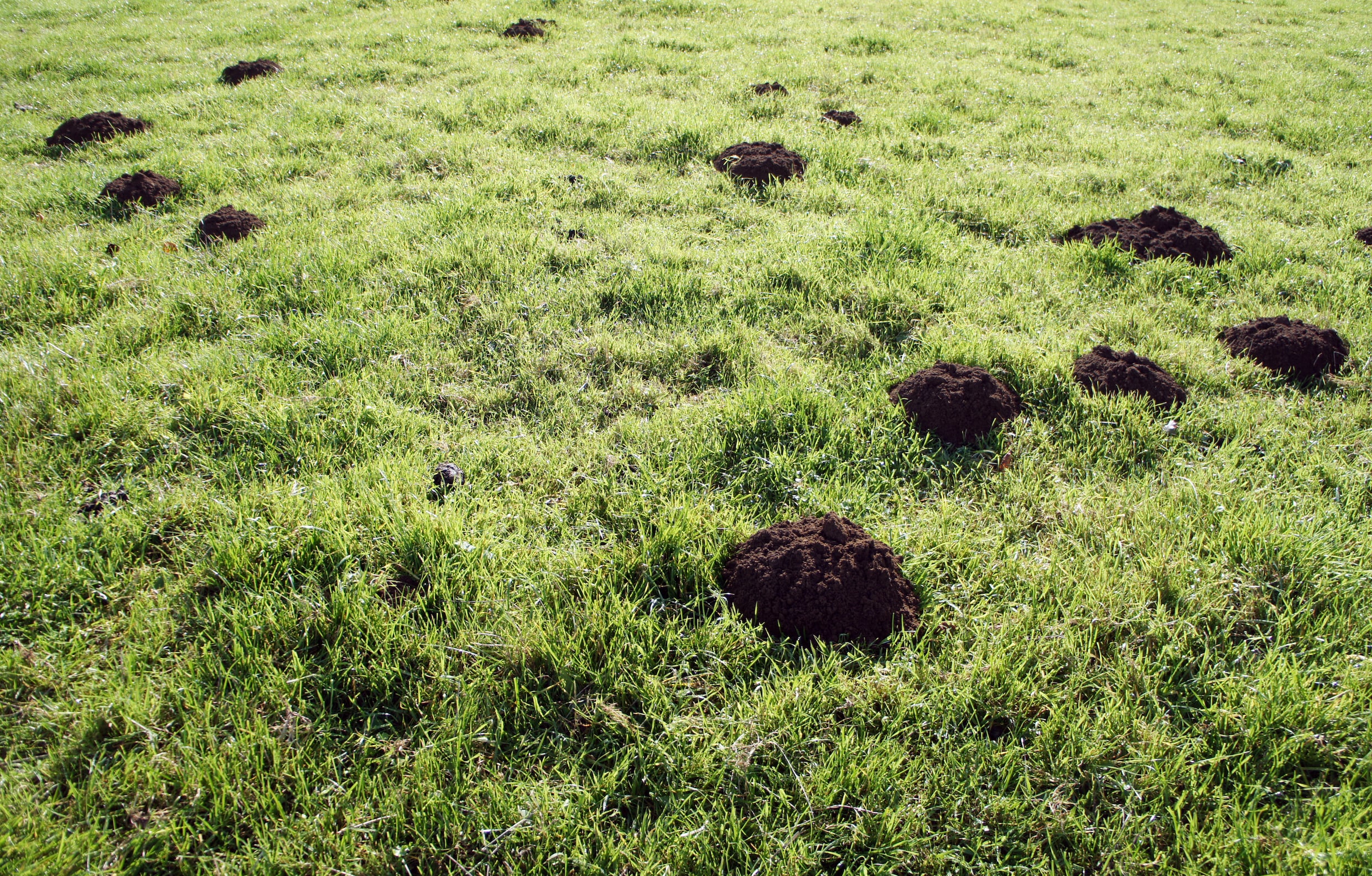 Last van mollen in je tuin? Zo kom je van die molshopen af | Margriet