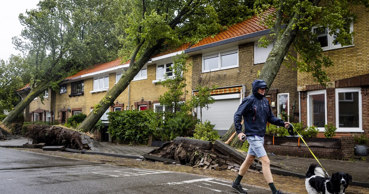 Daarom moet je uitkijken tijdens wandelen onder de bomen na storm ...