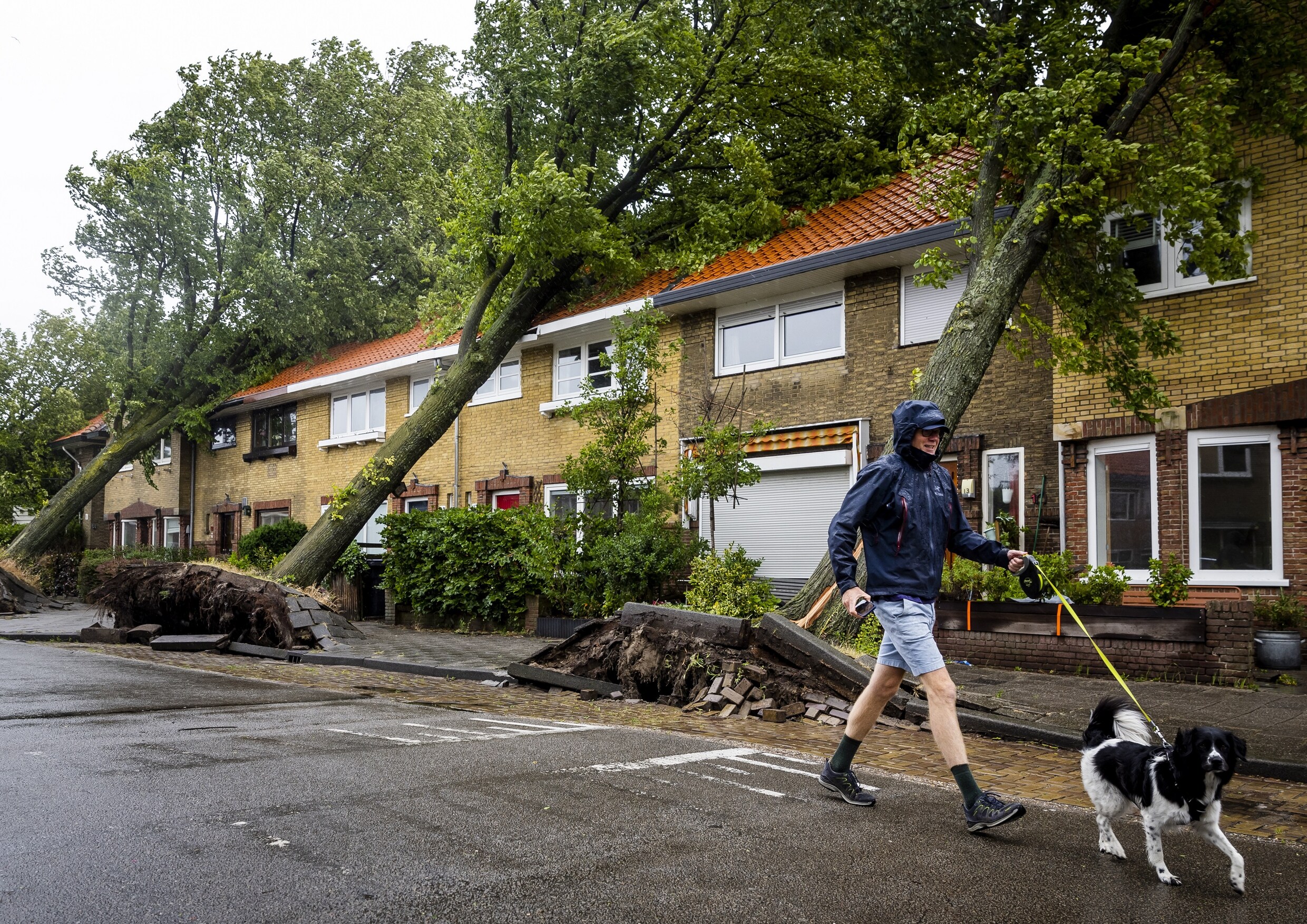 Daarom moet je uitkijken tijdens wandelen onder de bomen na storm ...