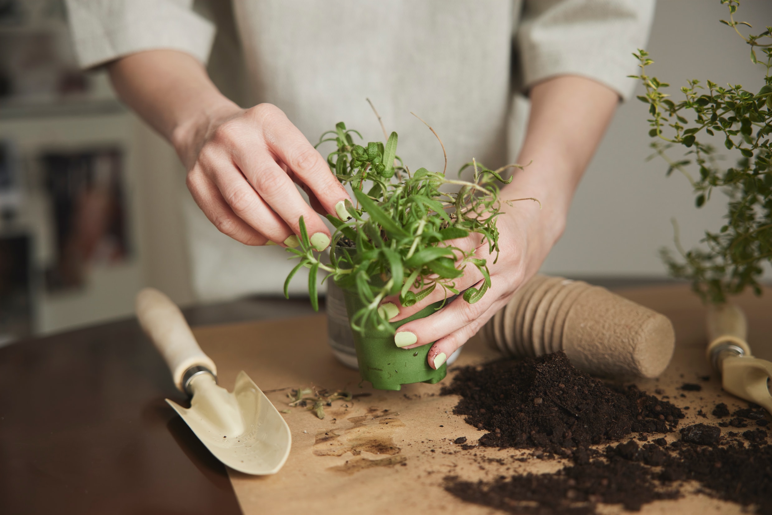 Dit is het verschil tussen potgrond, tuinaarde en tuinturf | Margriet