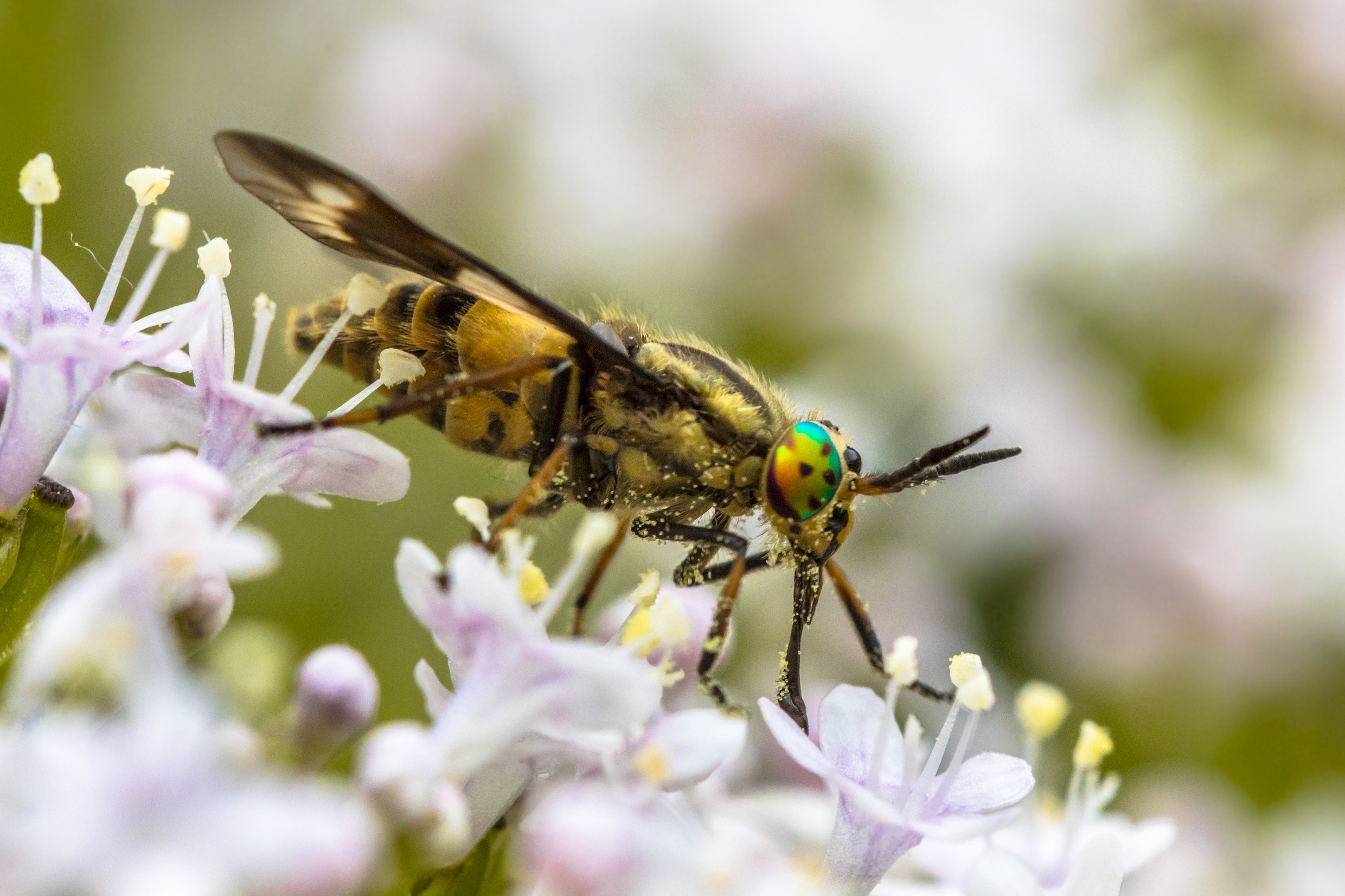 Een dazenbeet? Dit moet je doen bij een beet van deze steekvlieg | Margriet