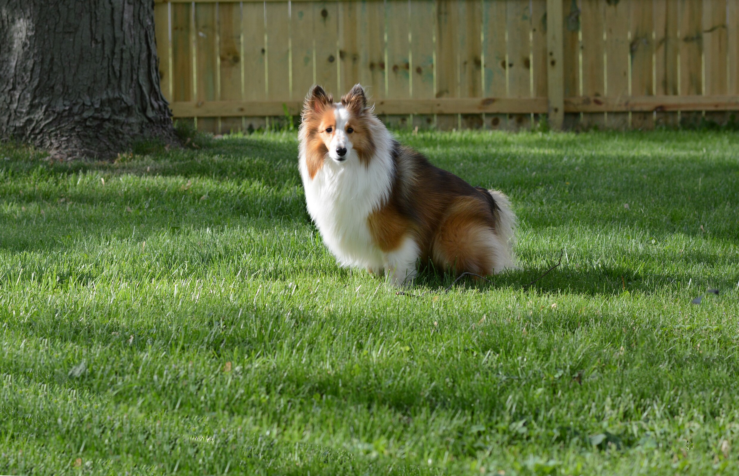 Ontlasting van je hond: ga bij deze symptomen naar de dierenarts | Margriet