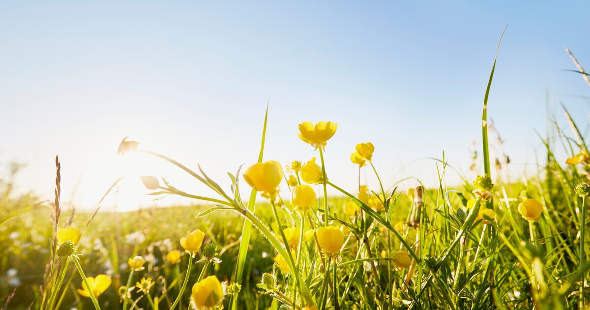 Dit is de weersverwachting voor de lente | Margriet