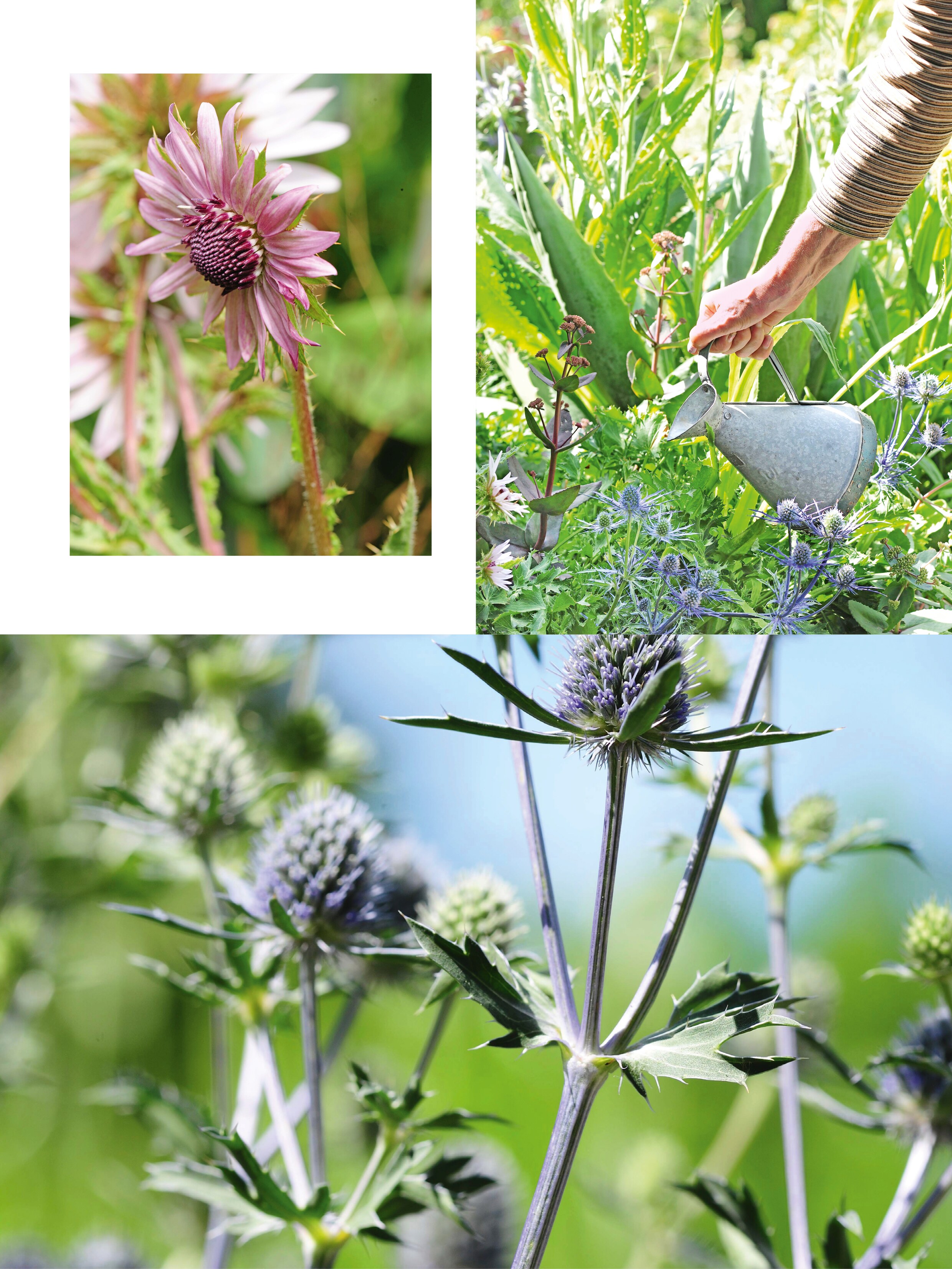 Een tuin vol prikkels: alles over distels | Margriet