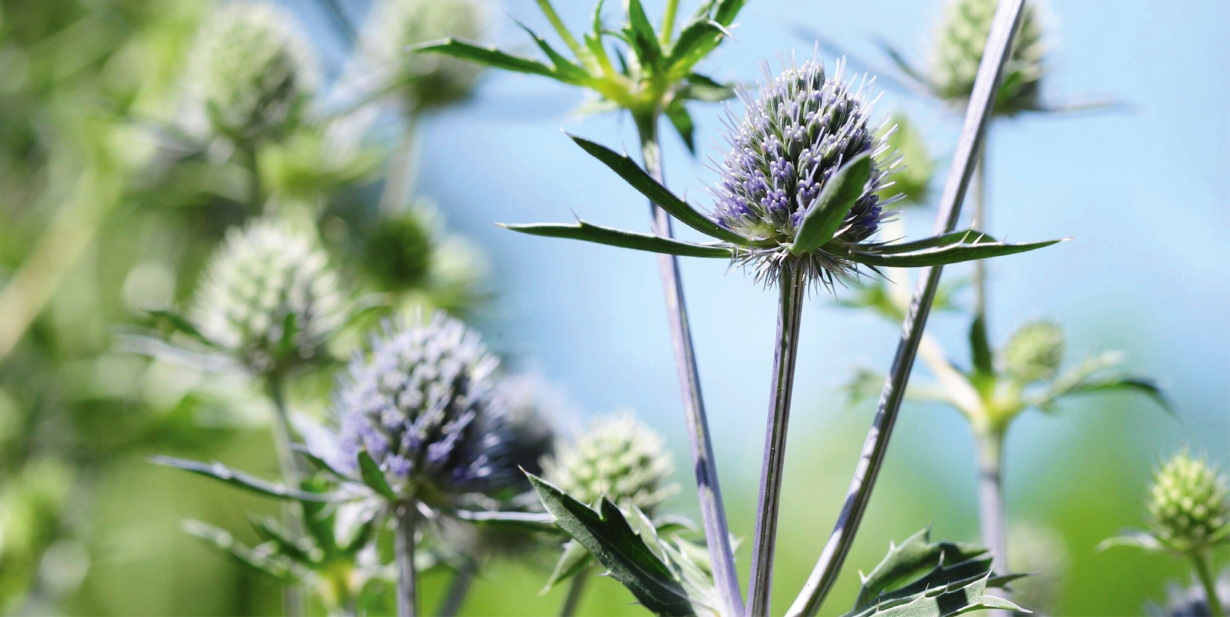 Een tuin vol prikkels: alles over distels | Margriet