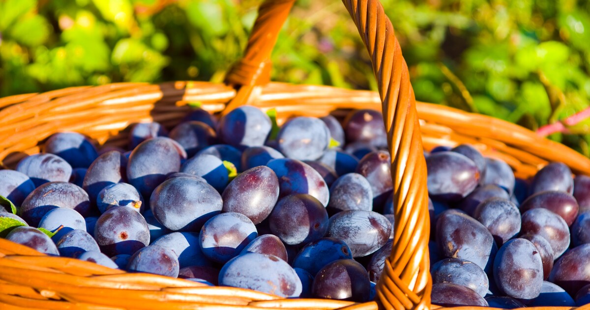 Het is pruimentijd: 5x de lekkerste recepten met pruimen | Margriet