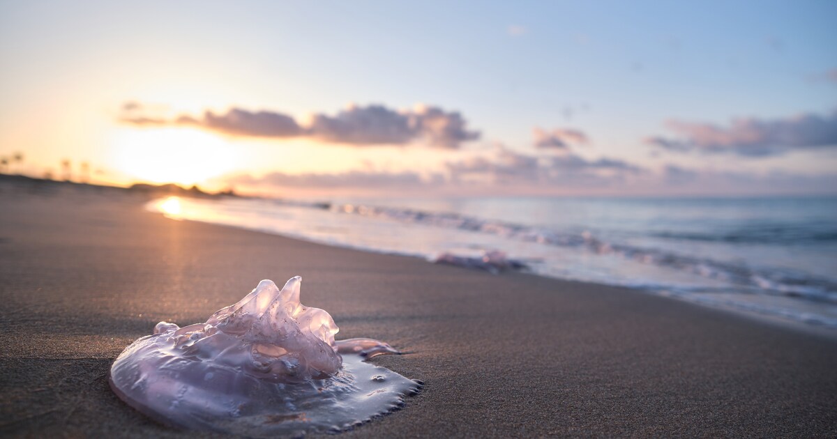 Gestoken door een kwal? Dít is wat je moet doen bij een kwallenbeet ...