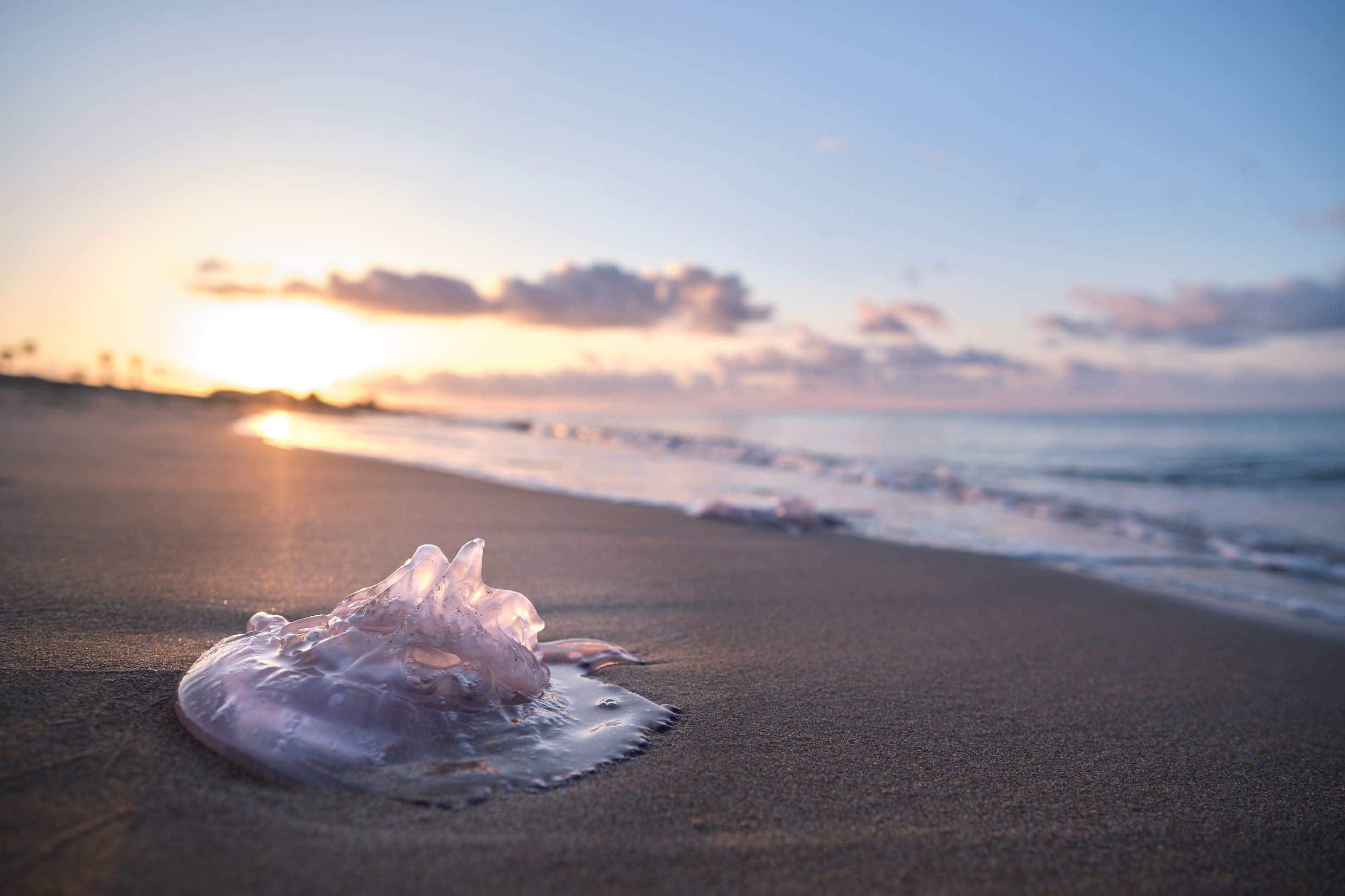 Gestoken door een kwal? Dít is wat je moet doen bij een kwallenbeet ...
