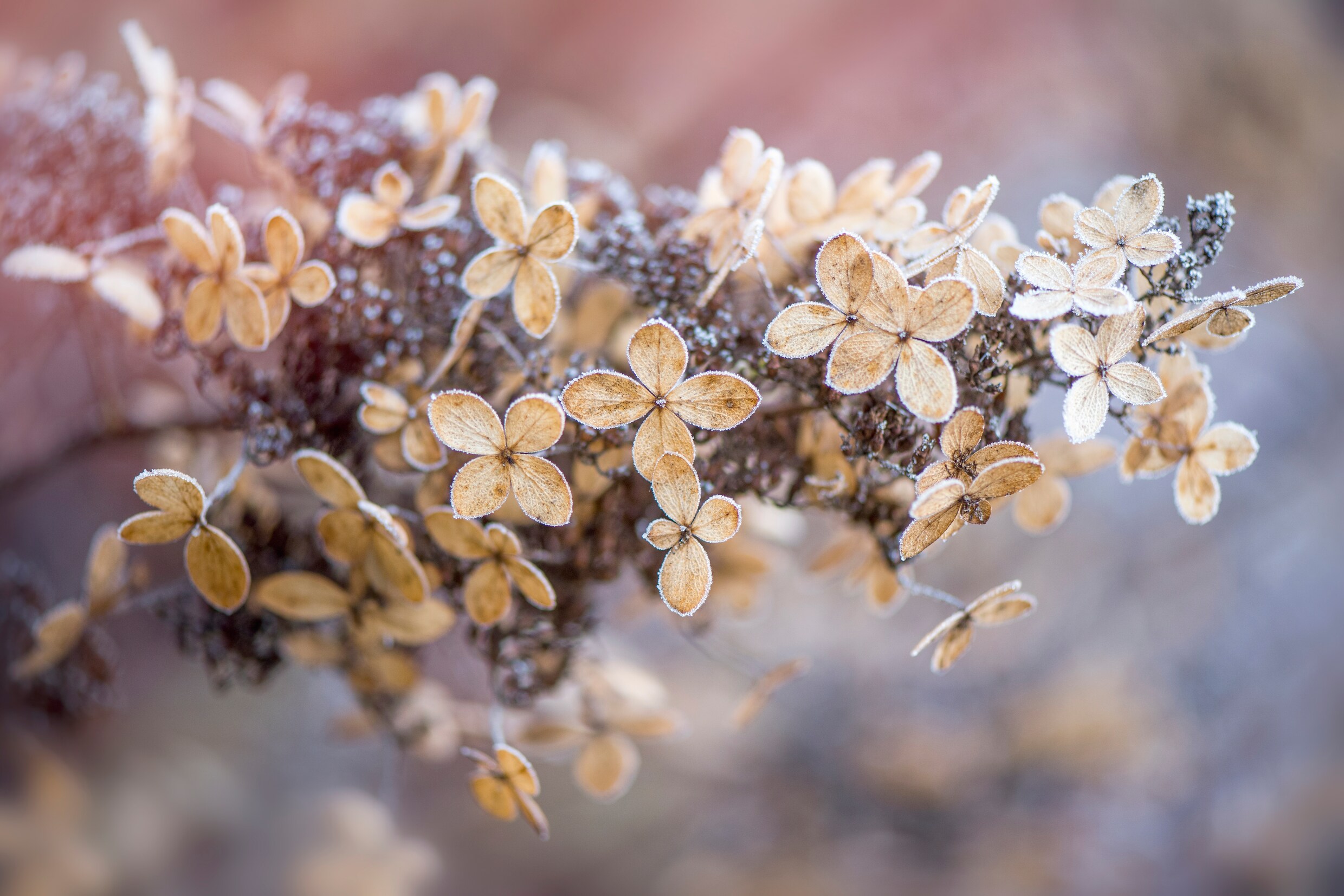 Zó maak je hortensia’s winterklaar | Margriet