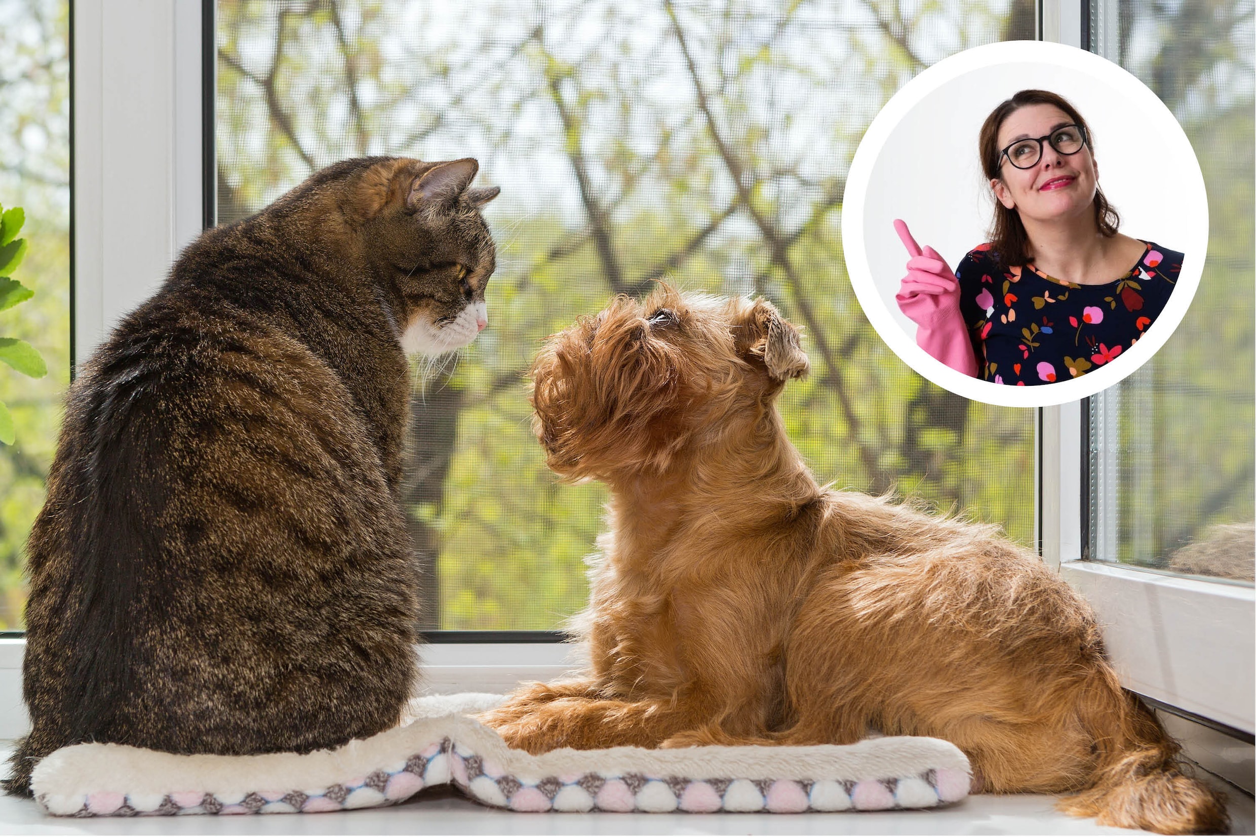 5 slimme trucs om je huis fris te laten ruiken met huisdieren | Margriet