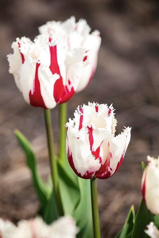 Zó geniet je zo lang mogelijk van de voorjaarsbloem | Margriet