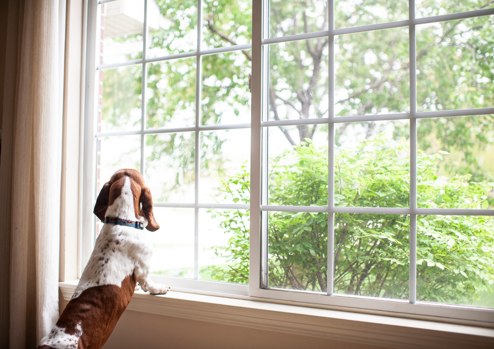 Je hond thuislaten? Zó lang kan je trouwe viervoeter alleen blijven