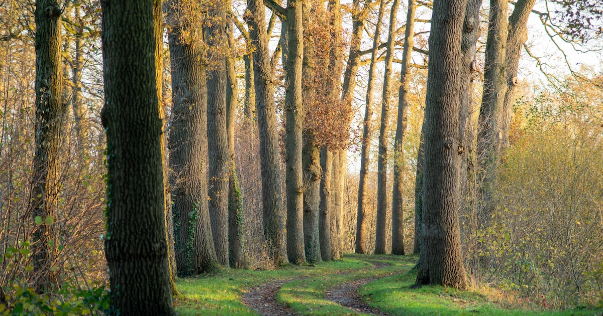 Wandelroute van het Jaar: dit is de mooiste wandeling van Nederland
