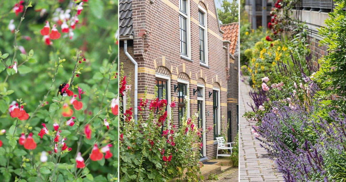 Geen tuin? Met deze tips maak je een geveltuin | Margriet