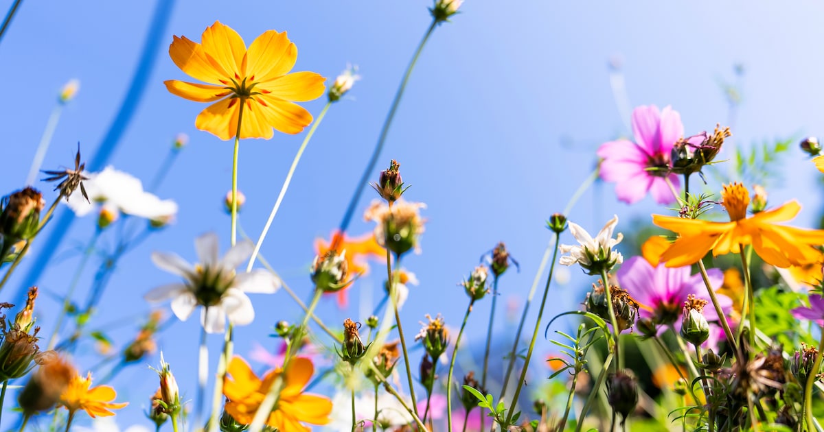 Wat vieren we met Pinksteren en is iedereen vrij? | Margriet