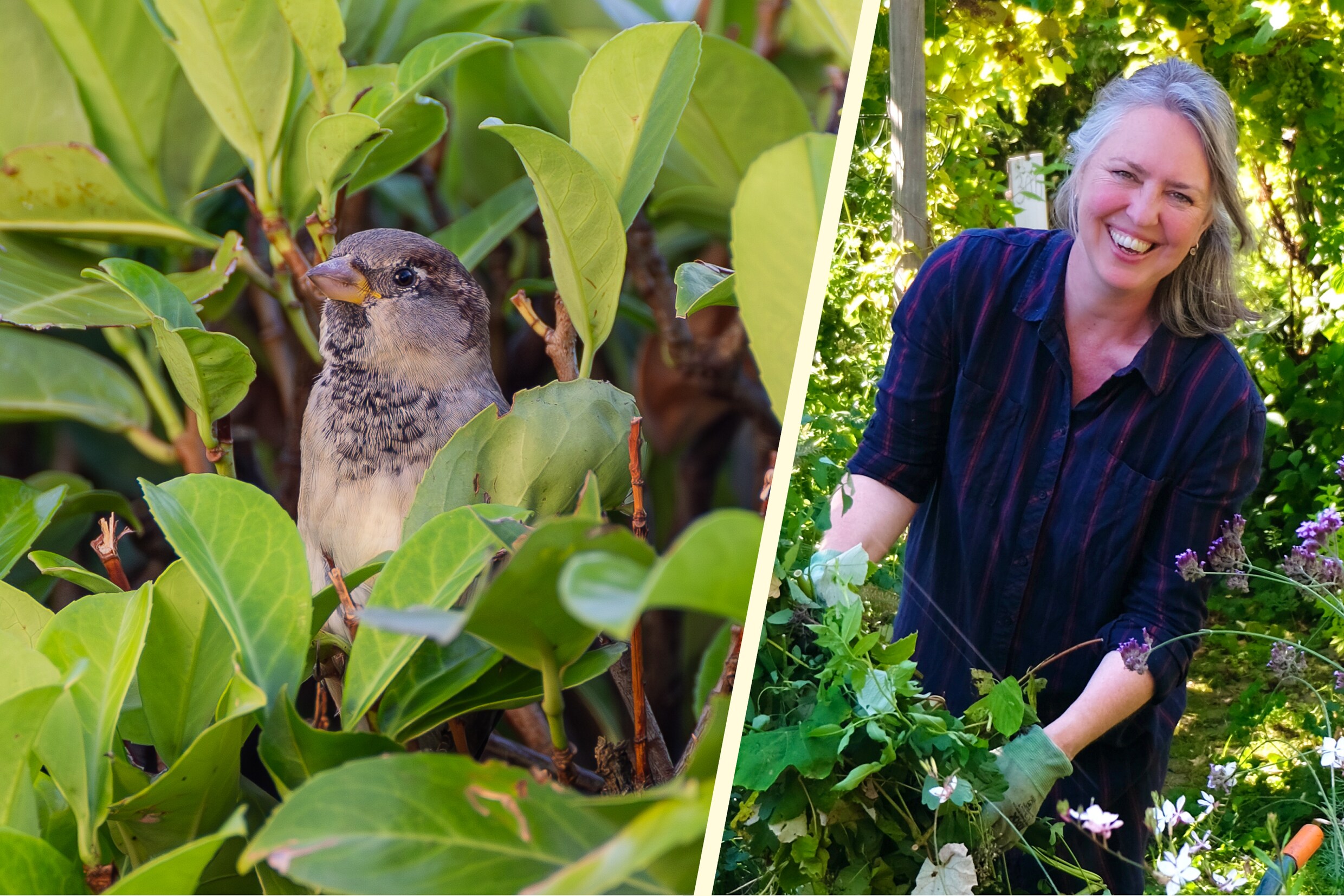 Gekwetter in de heg: deze soorten hagen ideaal zijn voor tuinvogels ...
