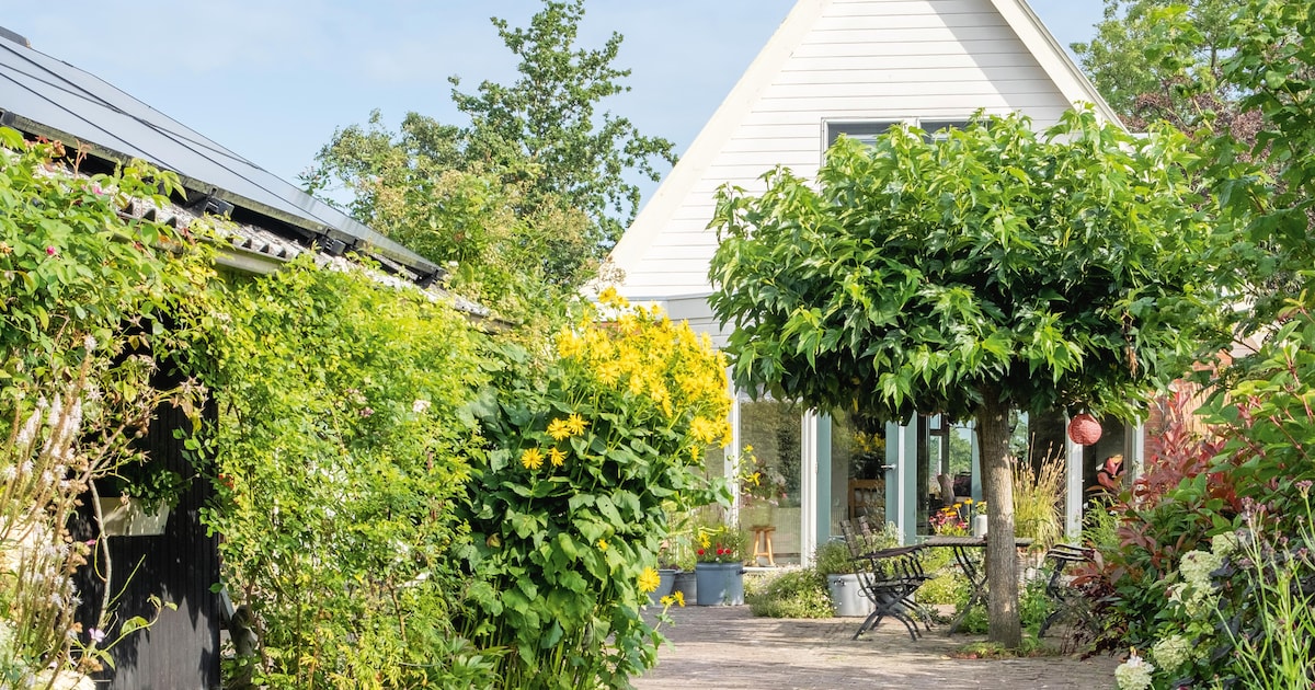 Groene oase in Groningen: ‘De tuin is kleurig en bont’ | Margriet Groene oase in Groningen: ‘De tuin is kleurig en bont’ | Margriet