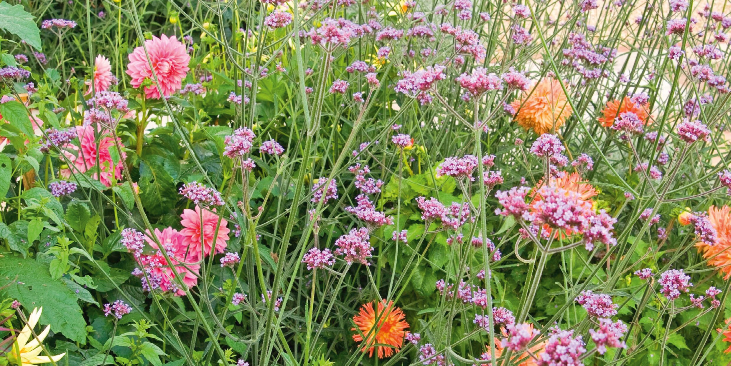 Kleurige zonaanbidders in je tuin waar insecten ook blij van worden ...