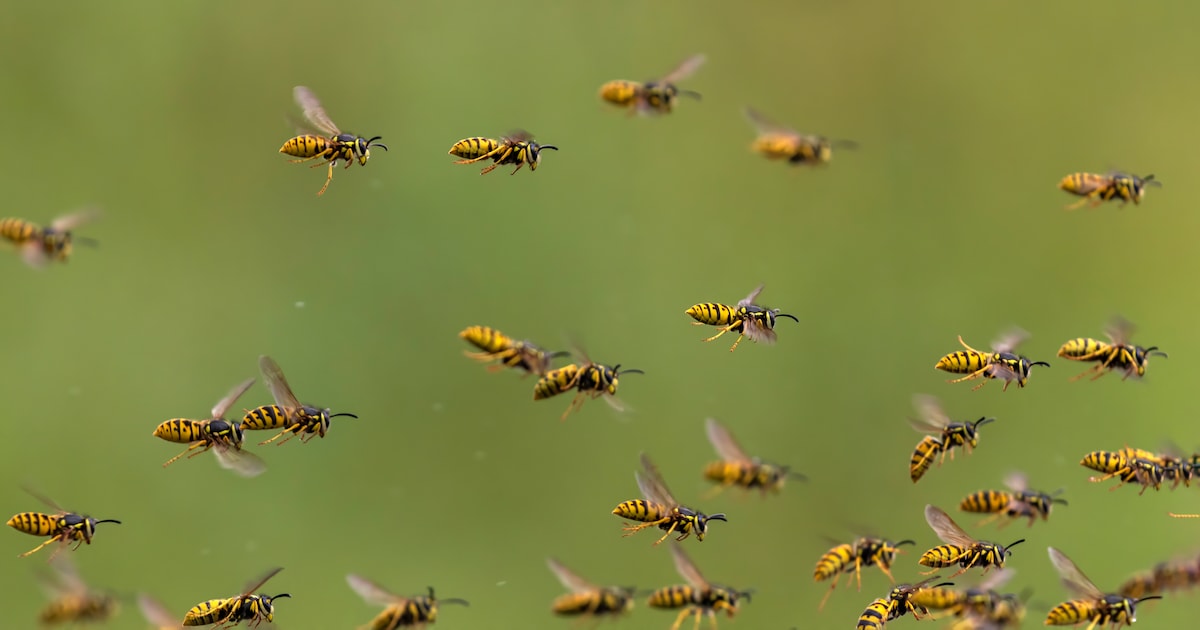 Gestoken door een wesp? Zo kun je de steek behandelen | Margriet