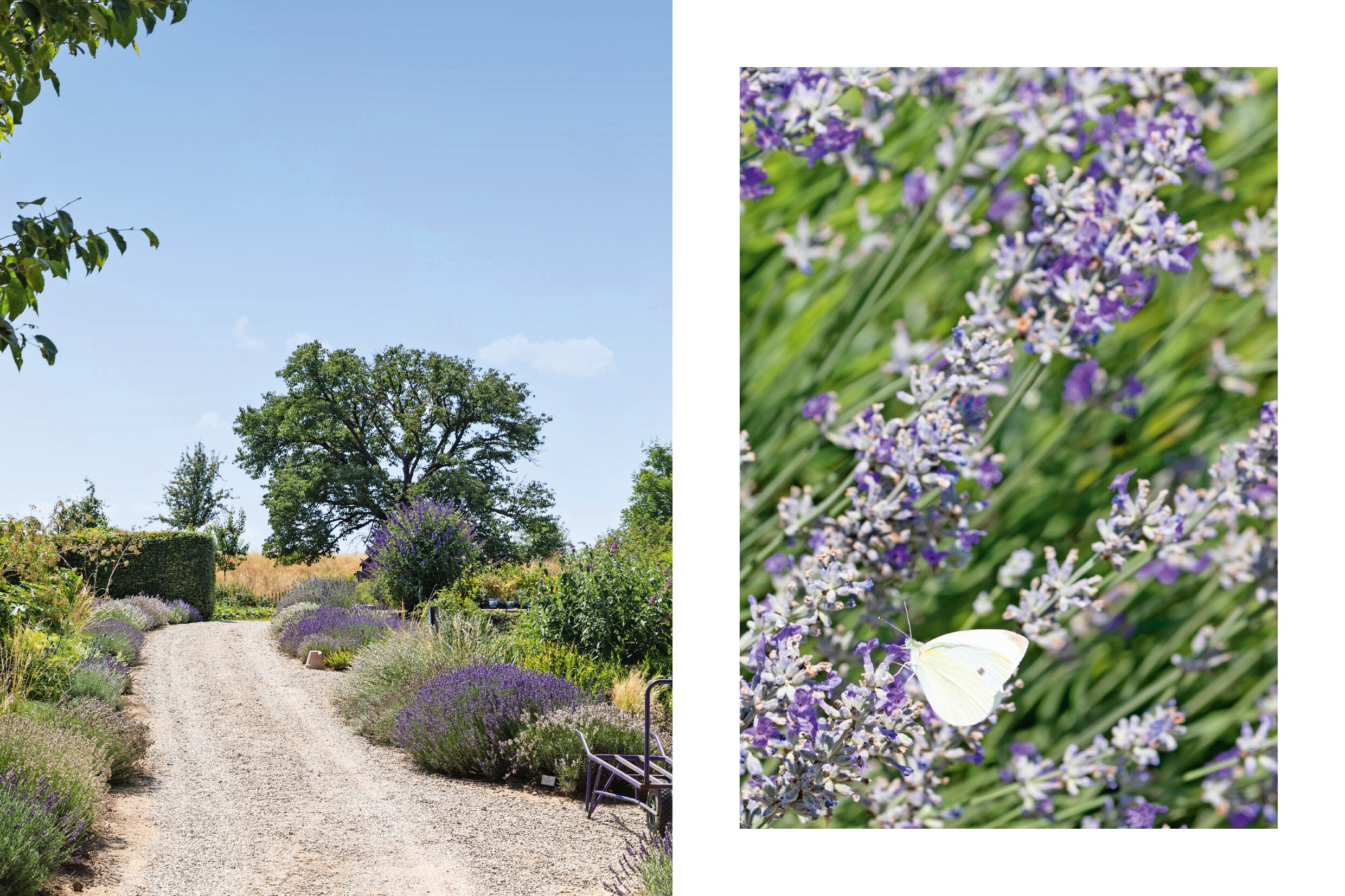 Van planten tot snoeien: alles wat je wilt weten over lavendel | Margriet