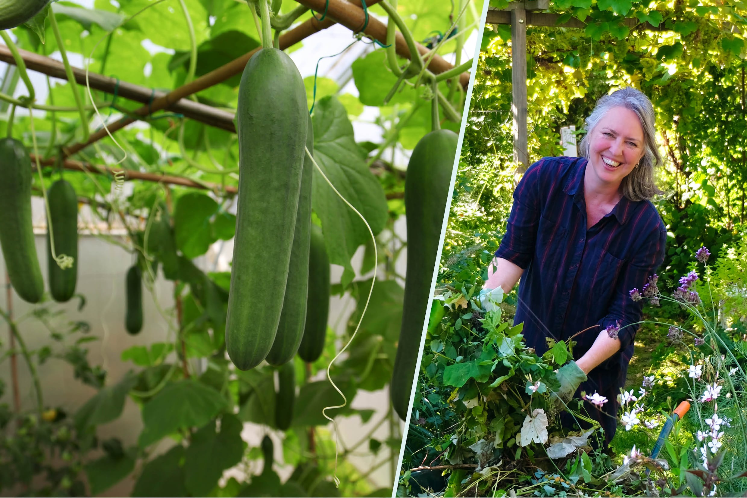 Alles wat je wilt weten over je eigen komkommers kweken én oogsten | Margriet