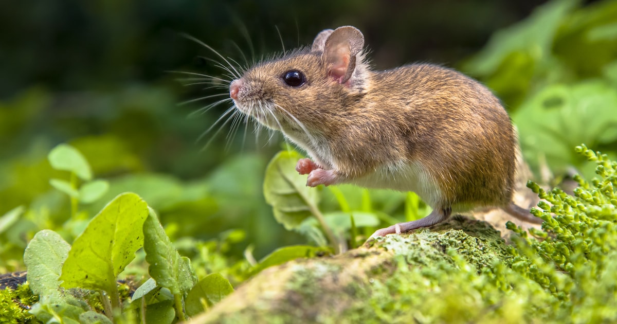 Deze vijf planten houden muizen uit je tuin | Margriet